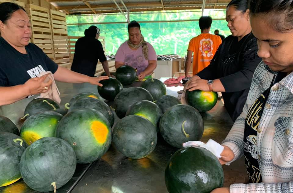 Tongan businesses gets a boost from BLP support grants